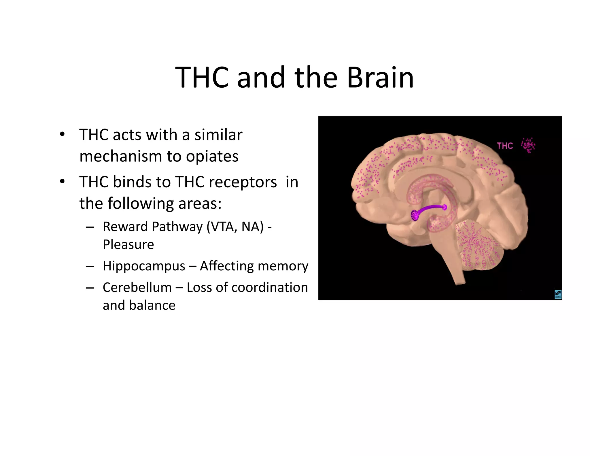 The brain & drugs | PDF