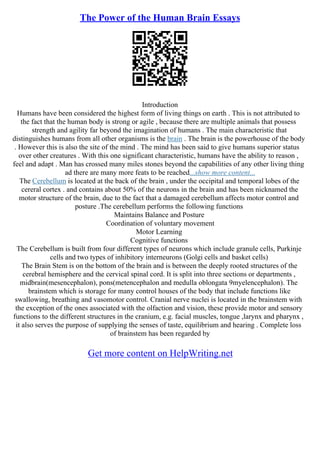 The Brain Essay | PDF