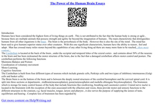 The Brain Essay | PDF | Brain and Nervous System Disorders | Diseases and Conditions