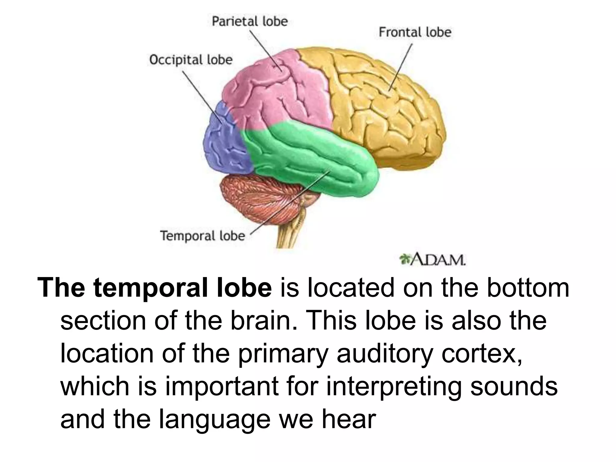 Basic Brain Anatomy | PPTX