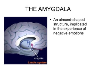 Basic Brain Anatomy | PPTX