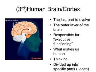 Basic Brain Anatomy | PPTX
