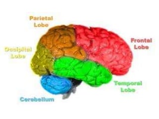 Basic Brain Anatomy | PPTX