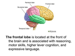 Basic Brain Anatomy | PPTX