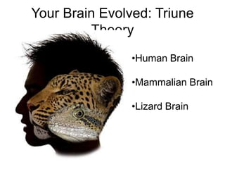 Basic Brain Anatomy | PPTX