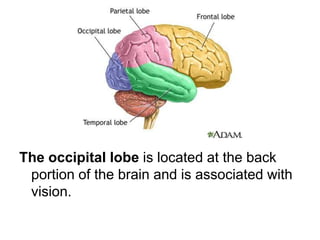 Basic Brain Anatomy | PPTX