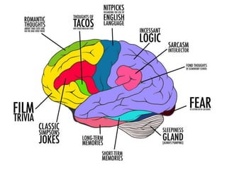 Basic Brain Anatomy | PPTX