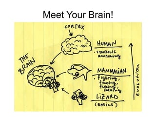 Basic Brain Anatomy | PPTX