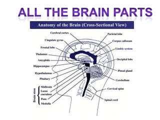 Basic Brain Anatomy | PPTX