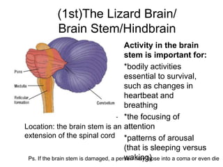 Basic Brain Anatomy | PPTX
