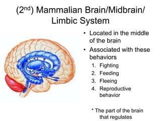 Basic Brain Anatomy | PPTX