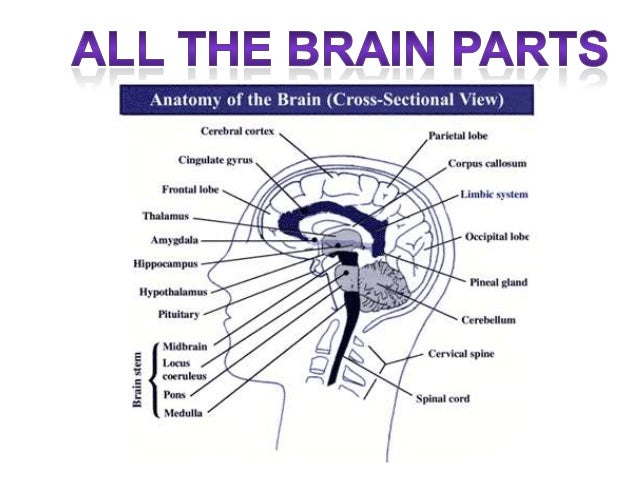 Basic Brain Anatomy