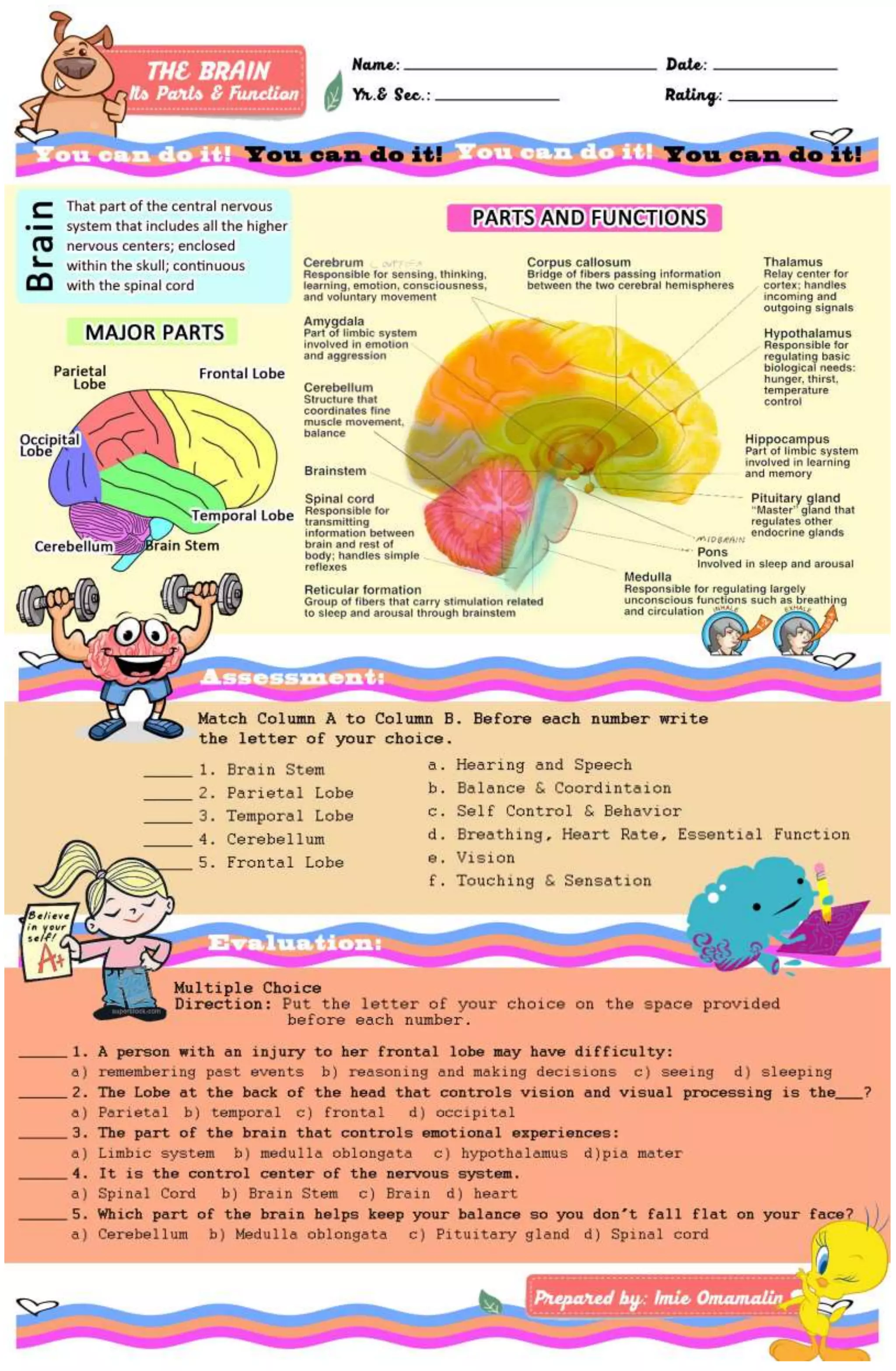 The brain, it's parts & function | DOCX