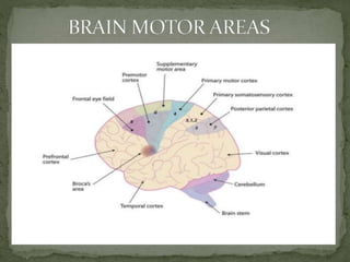 The brain motor centers and descending pathways | PPTX | Brain and ...