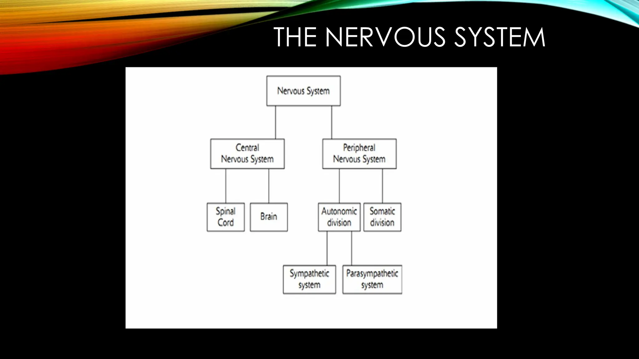 The Brain personality development week 5 | PPTX