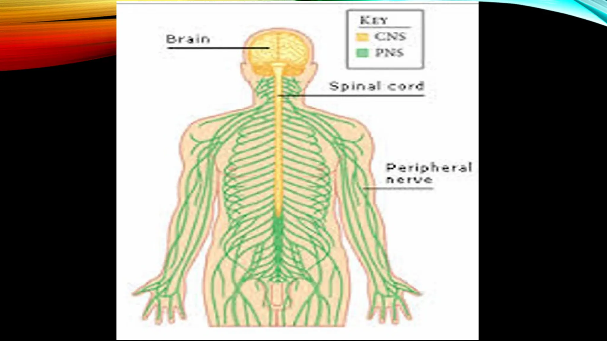 The Brain personality development week 5 | PPT