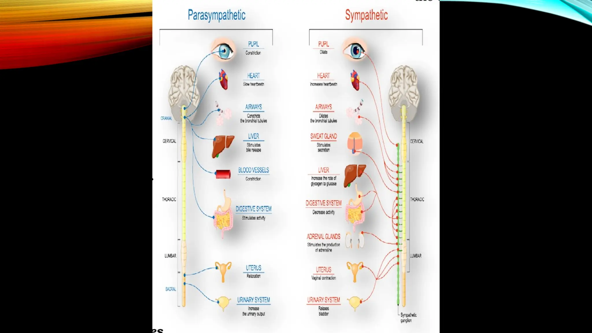 The Brain personality development week 5 | PPT