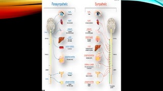 The Brain personality development week 5 | PPTX
