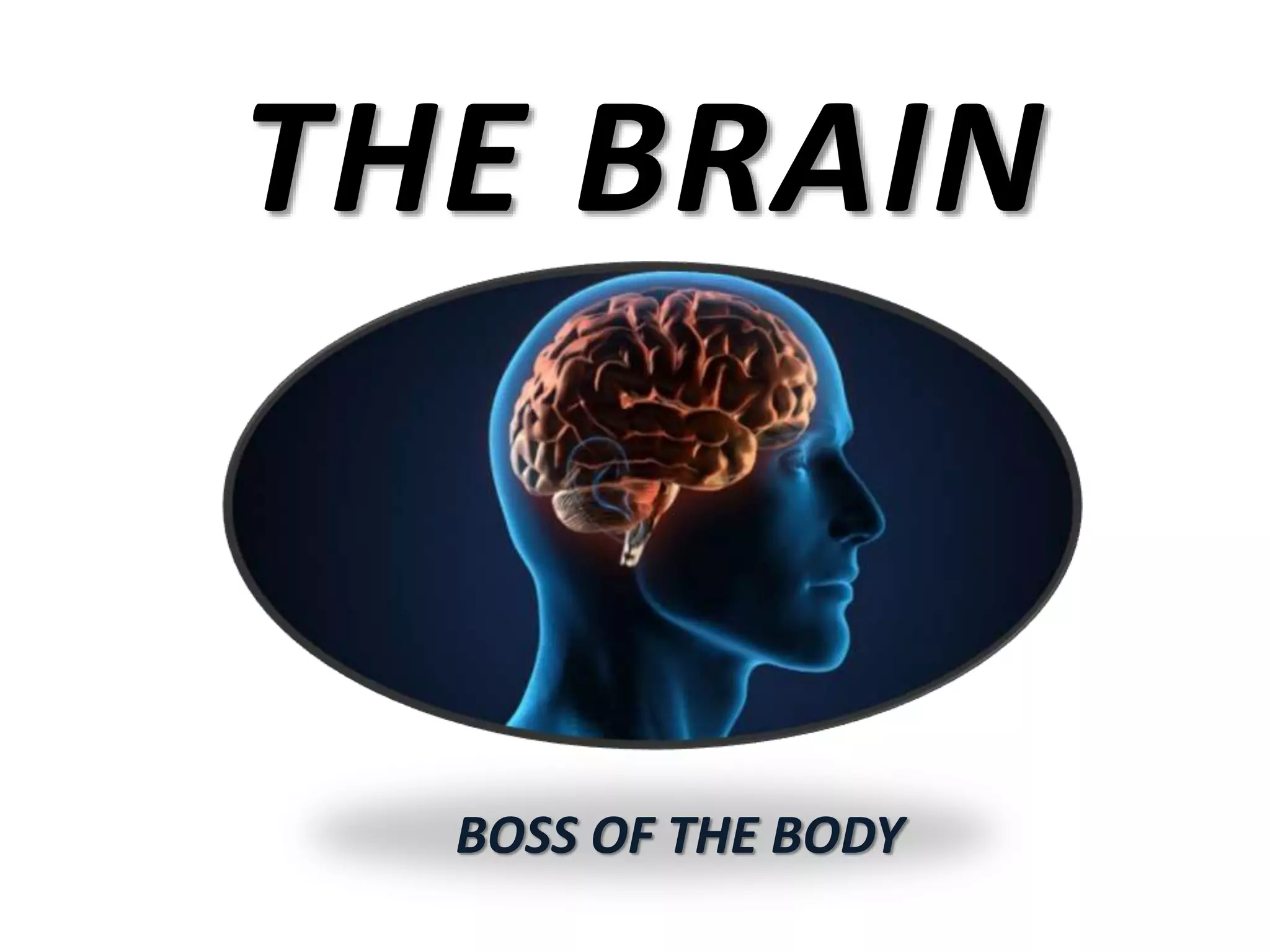 The brain | PPT