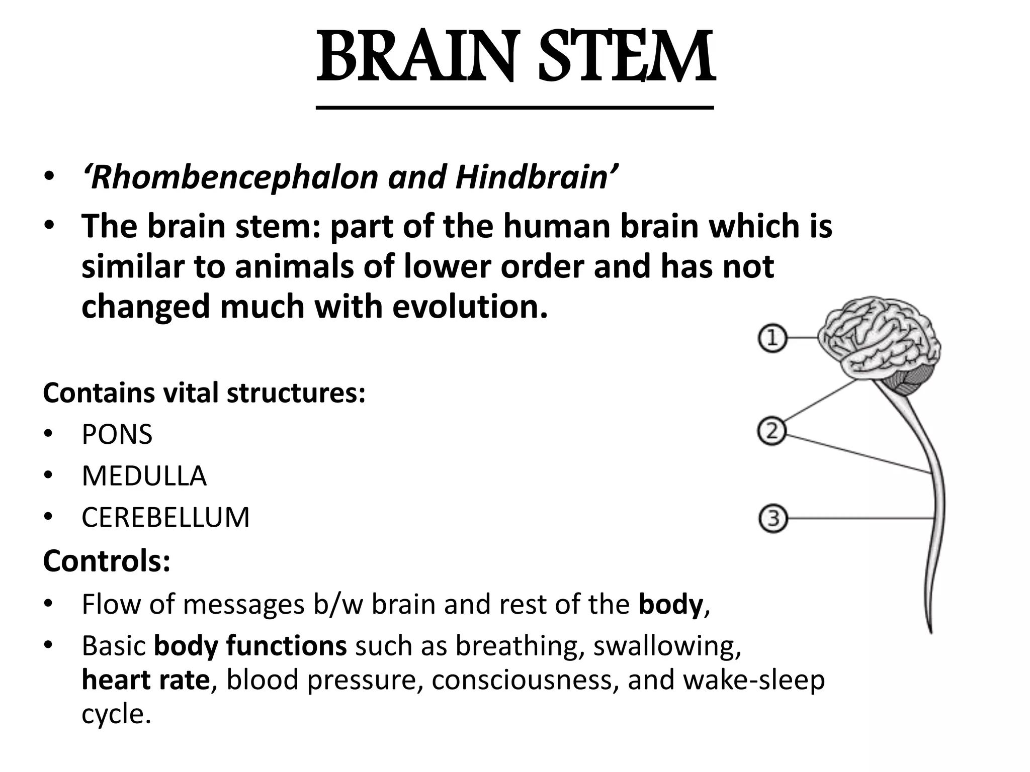 The brain | PPT