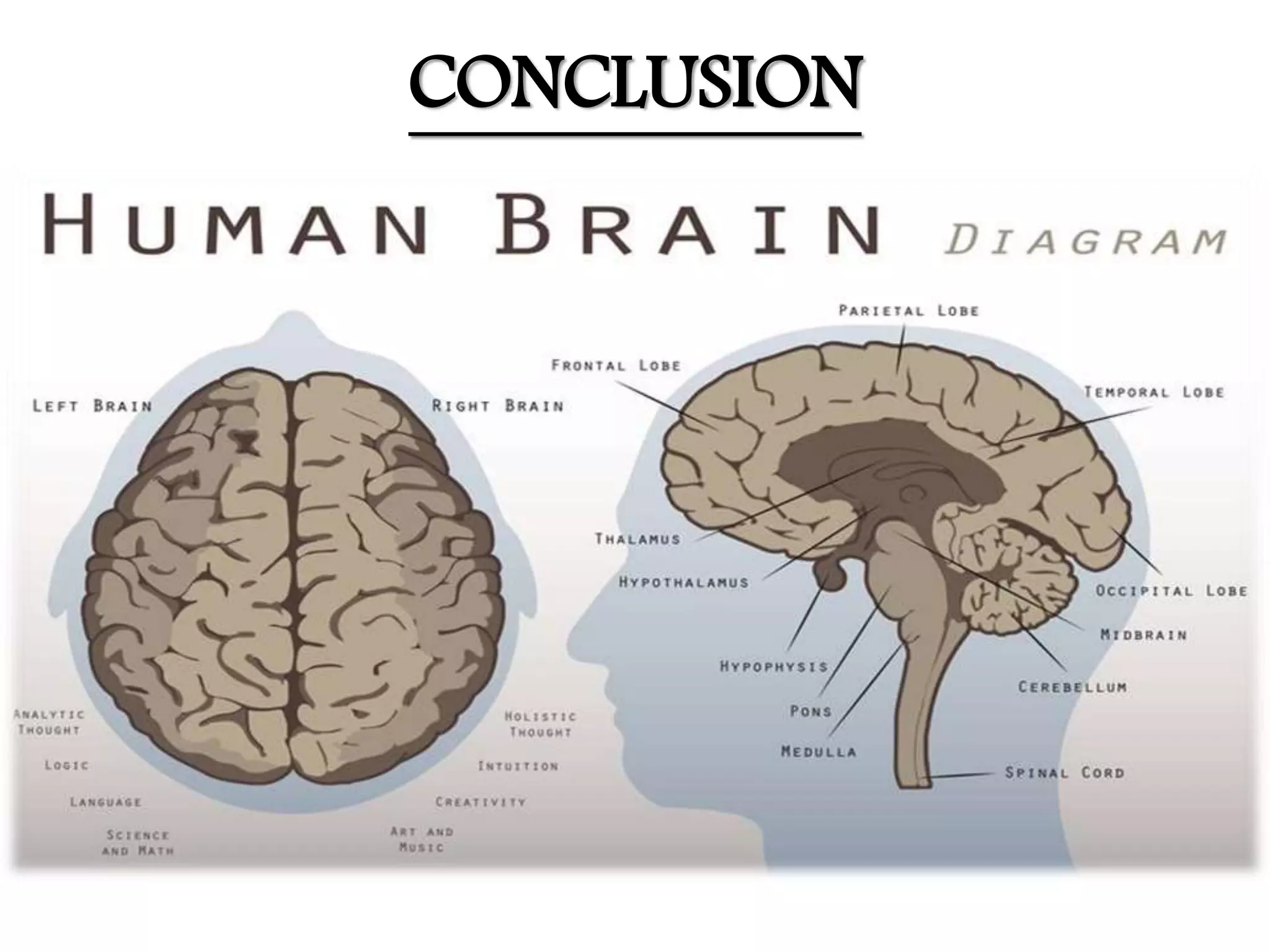 The brain | PPT