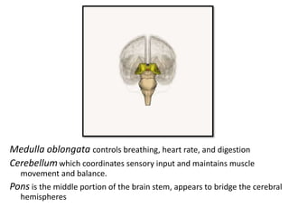 The brain | PPT