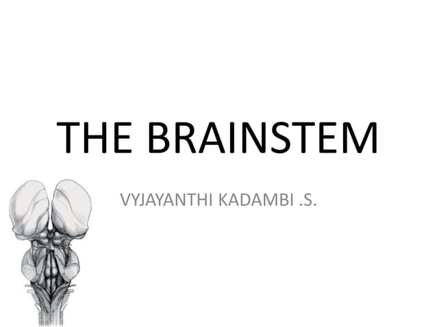 The brainstem | PPTX | Brain and Nervous System Disorders | Diseases ...
