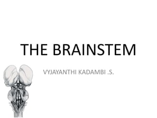 Brain Stem Anatomy Ppt