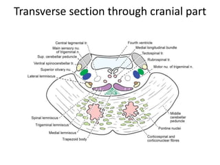 Caudal Pons Cross Section