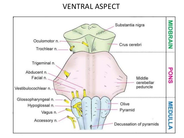 The brainstem