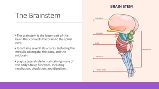 Unit-I; The anatomy and Physiology of The Brainstem.pptx