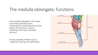 Unit-I; The anatomy and Physiology of The Brainstem.pptx
