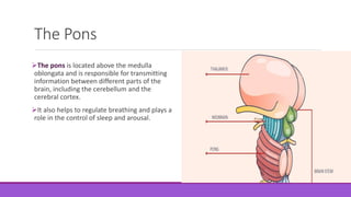 Unit-I; The anatomy and Physiology of The Brainstem.pptx