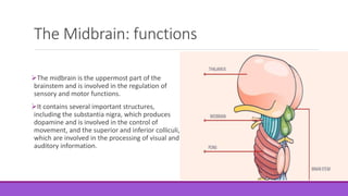 Unit-I; The anatomy and Physiology of The Brainstem.pptx