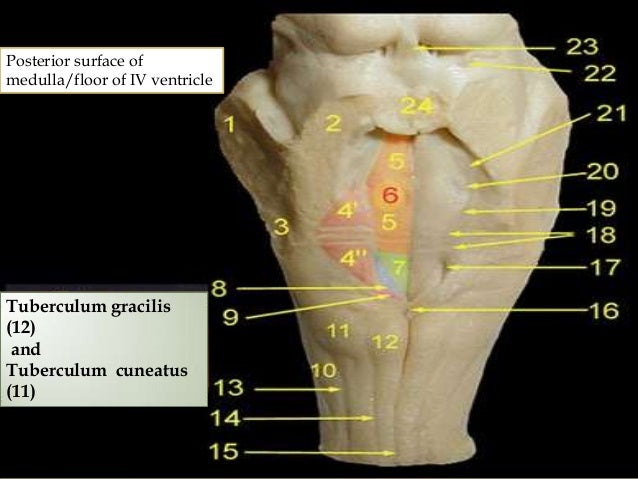 The brain stem i bds-ii