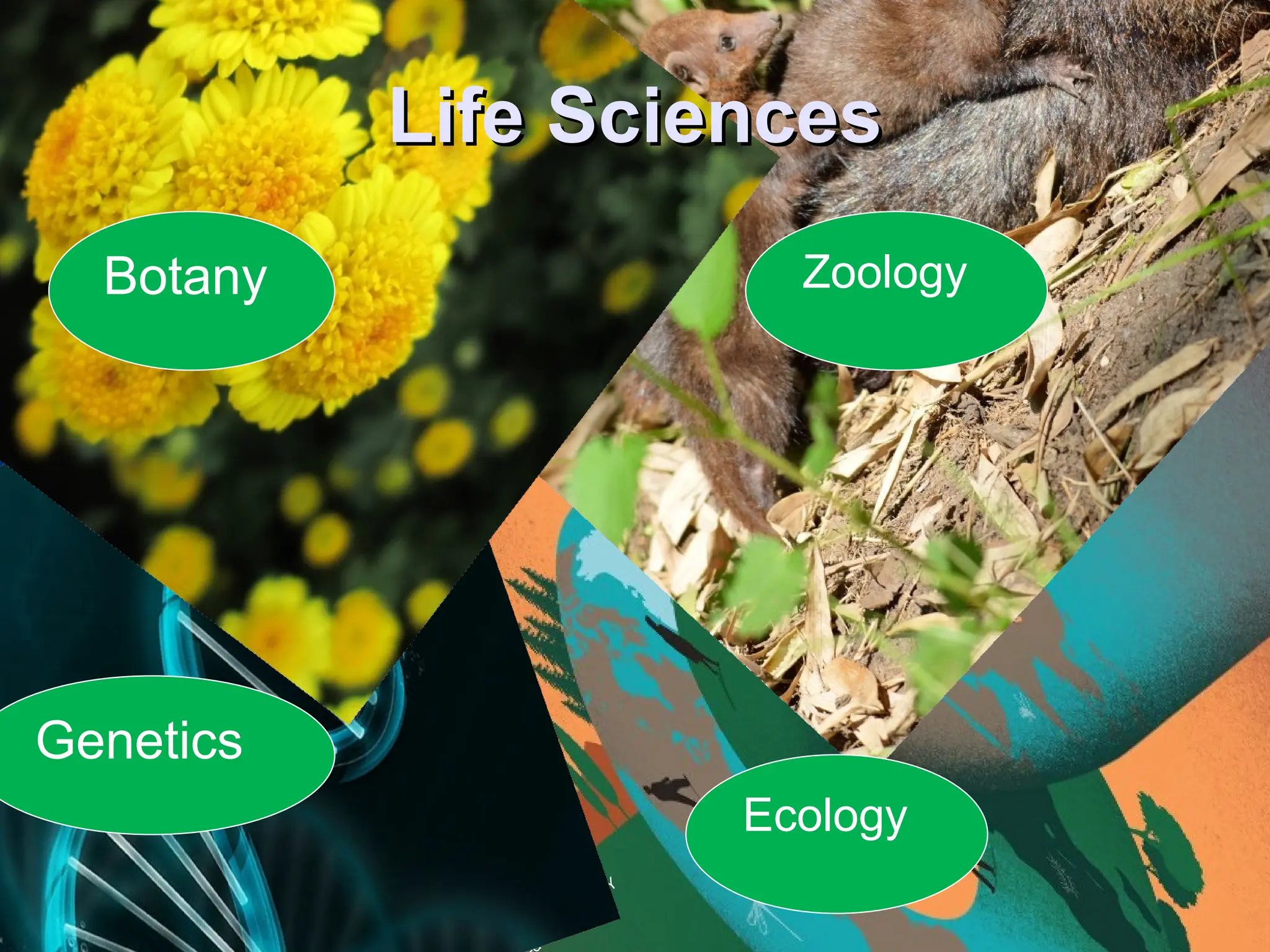 the_branches_of_science AND ITS IMPORTANCE_ppt.ppt