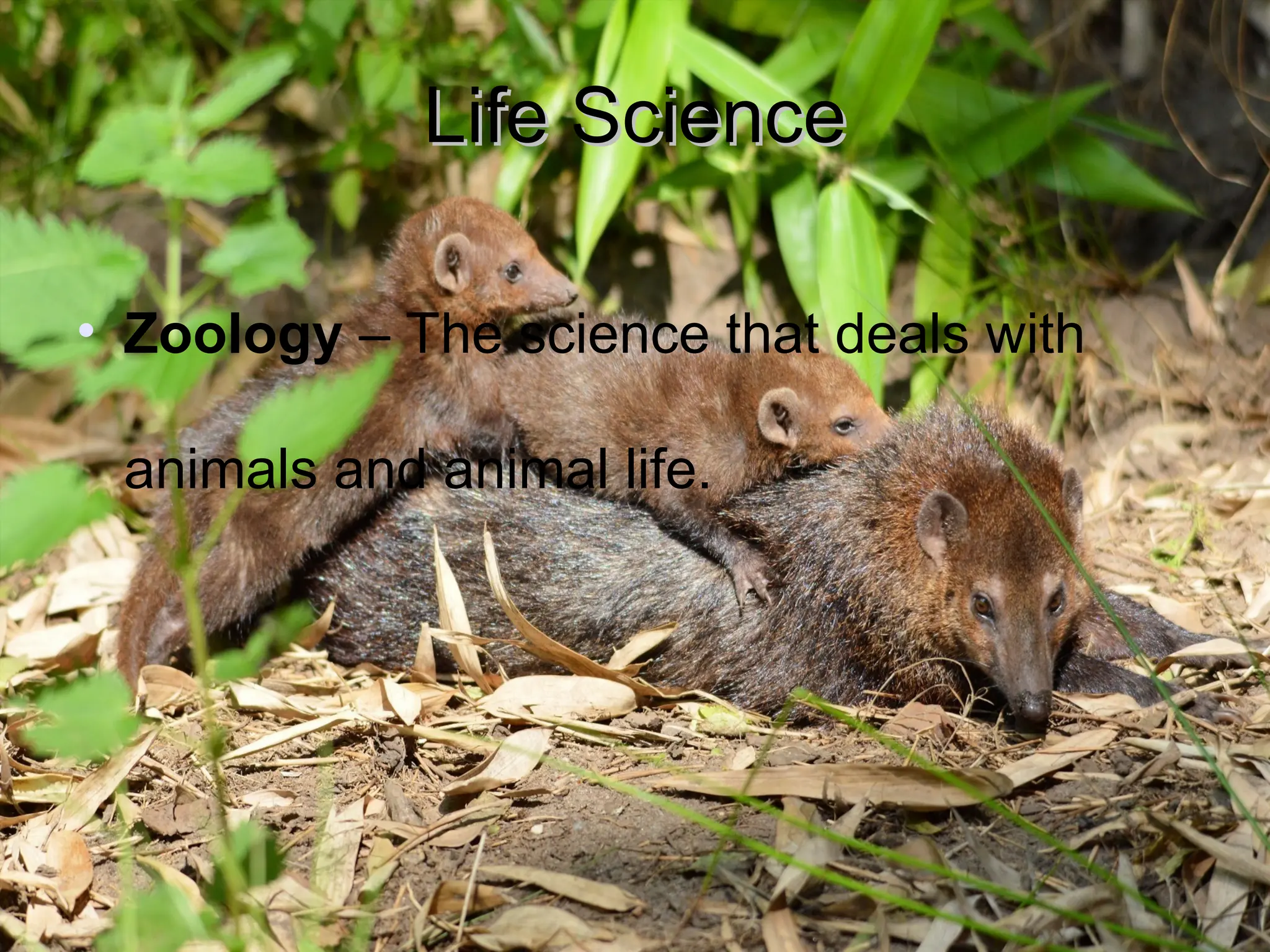 the_branches_of_science AND ITS IMPORTANCE_ppt.ppt