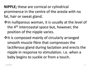 The breast | PPT