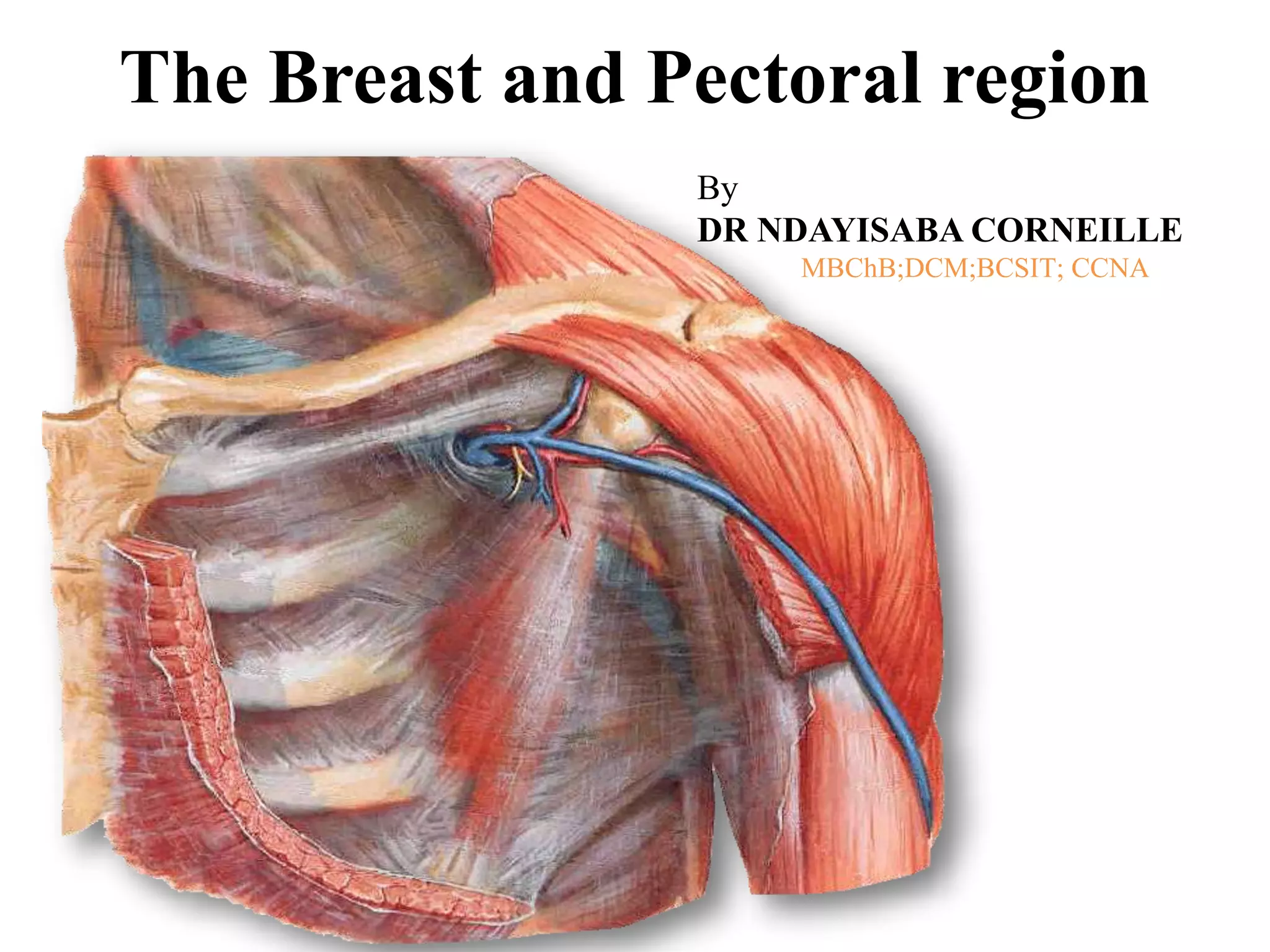 The breast and pectoral region | PPTX