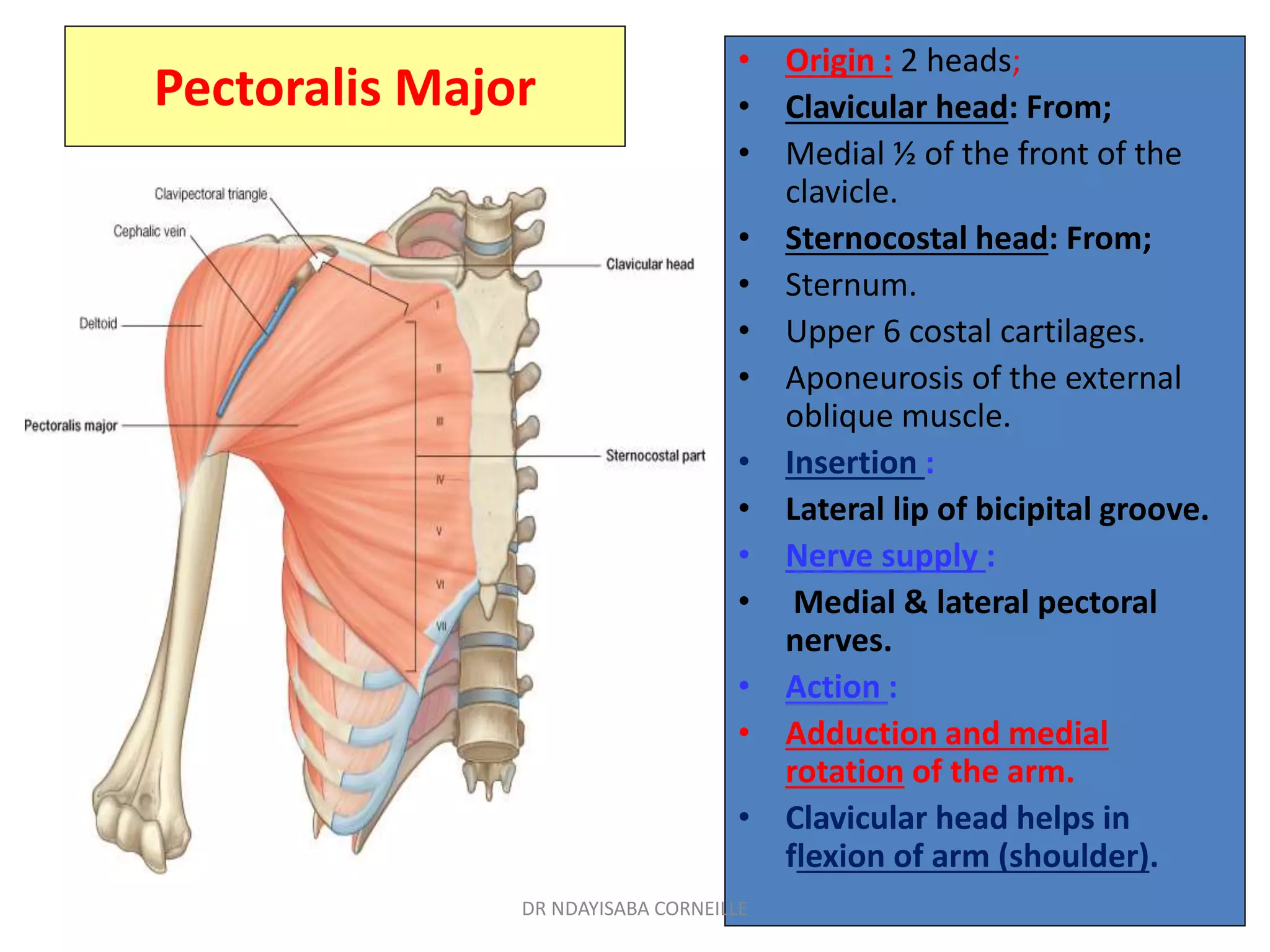 The breast and pectoral region | PPTX