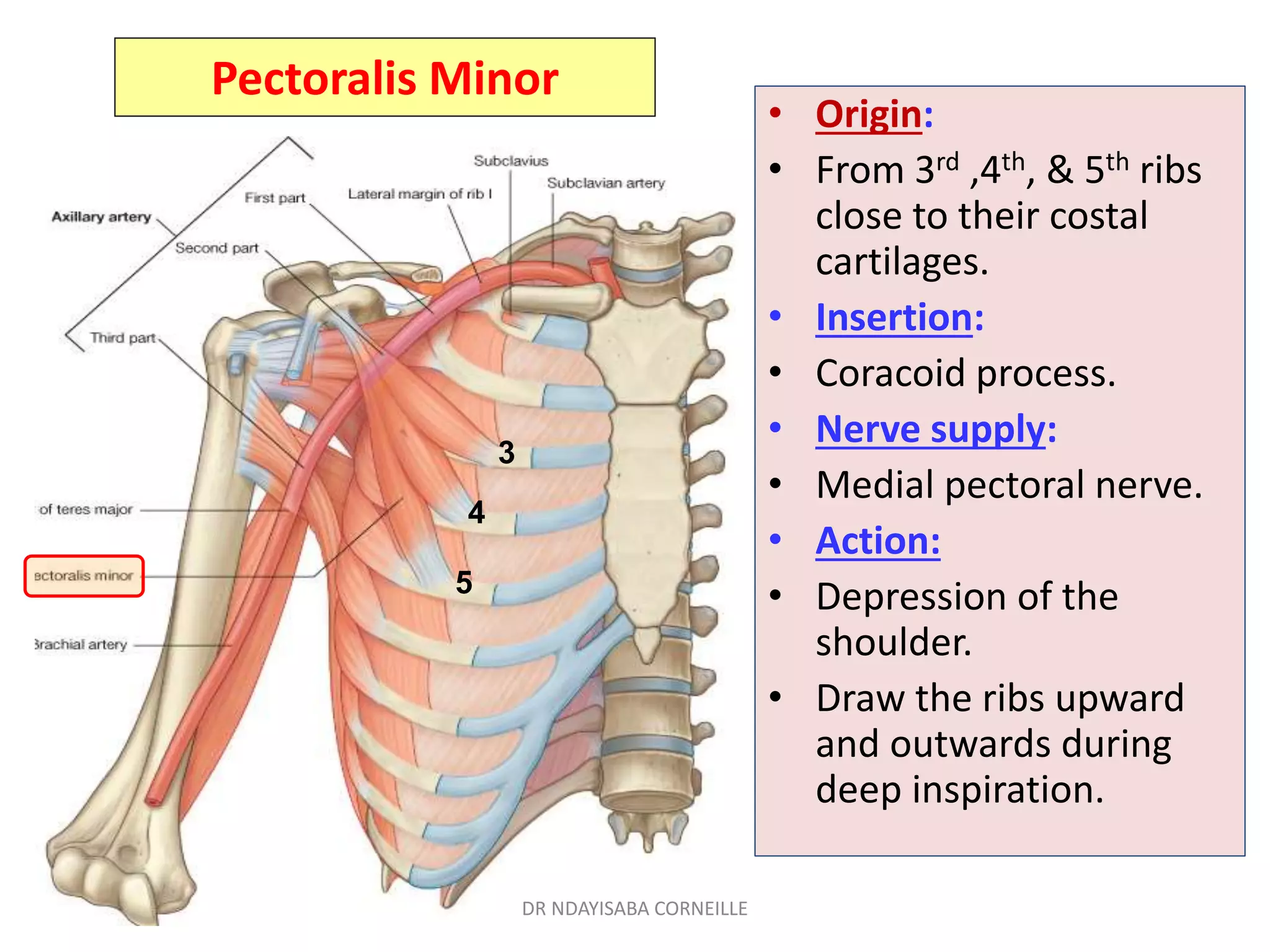 The breast and pectoral region | PPTX