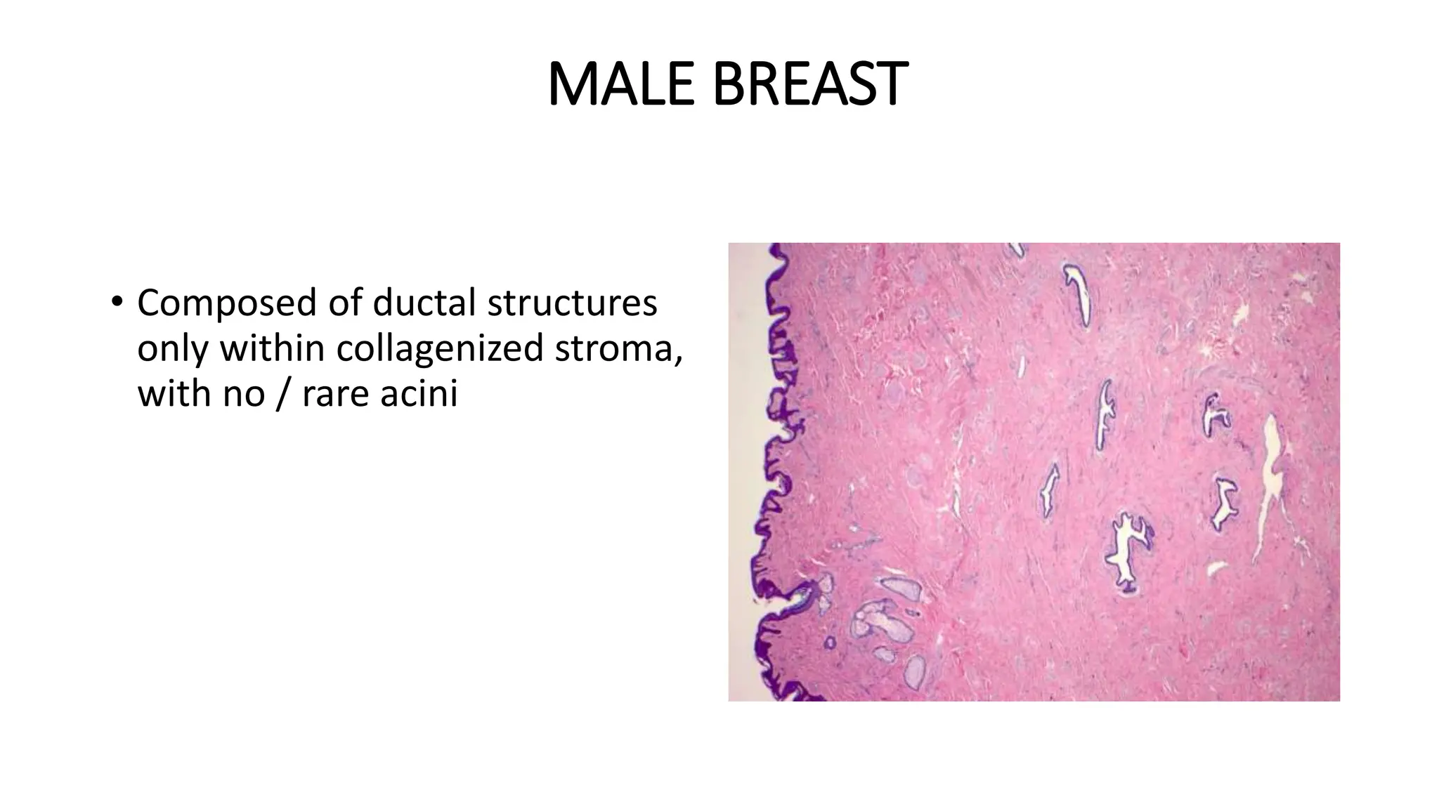 THE BREAST(MAMMERY GLAND].pptx