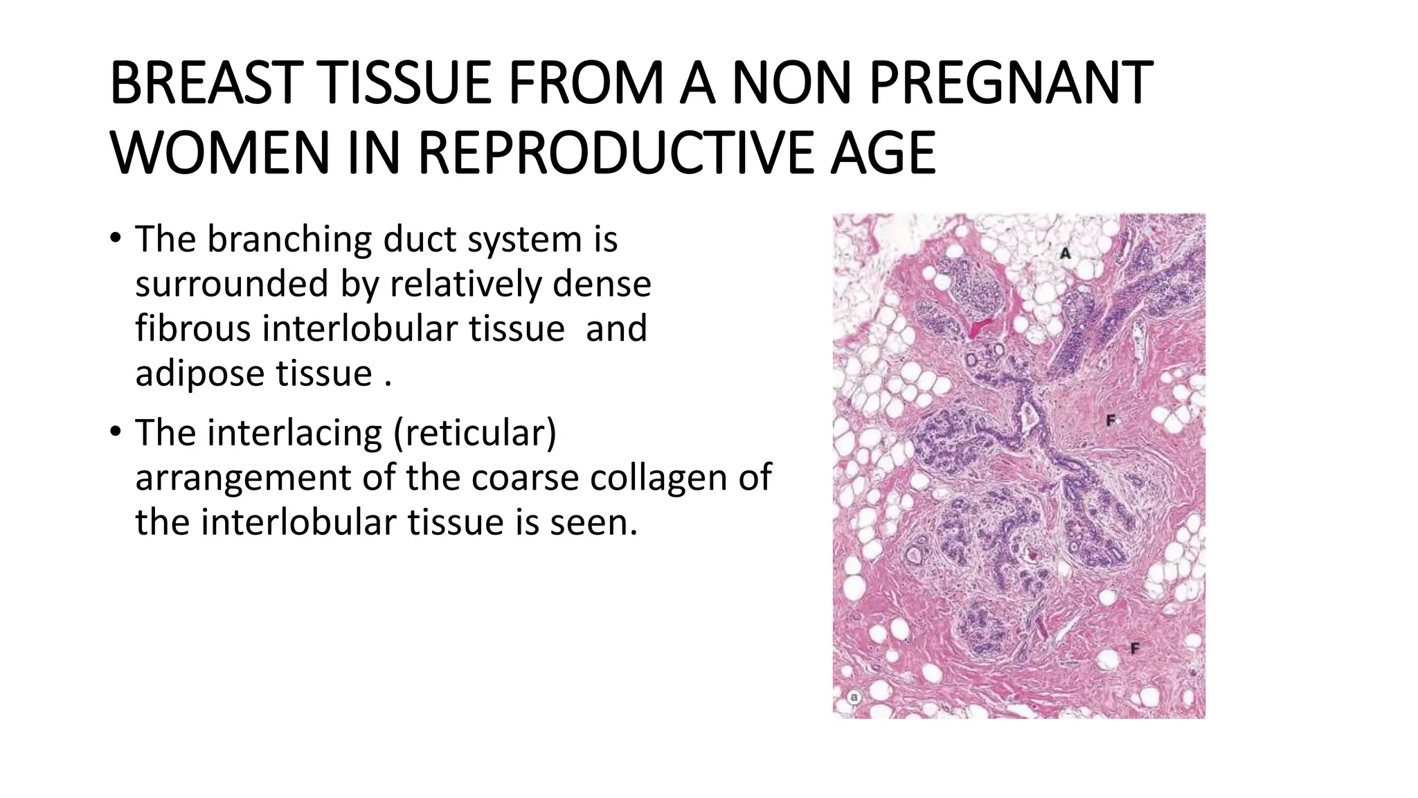 THE BREAST(MAMMERY GLAND].pptx