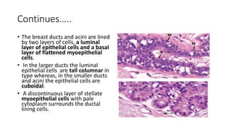 THE BREAST(MAMMERY GLAND].pptx