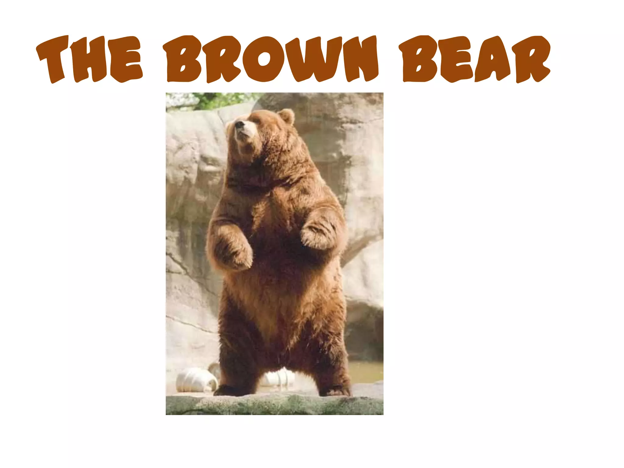 The brown bear | PPTX