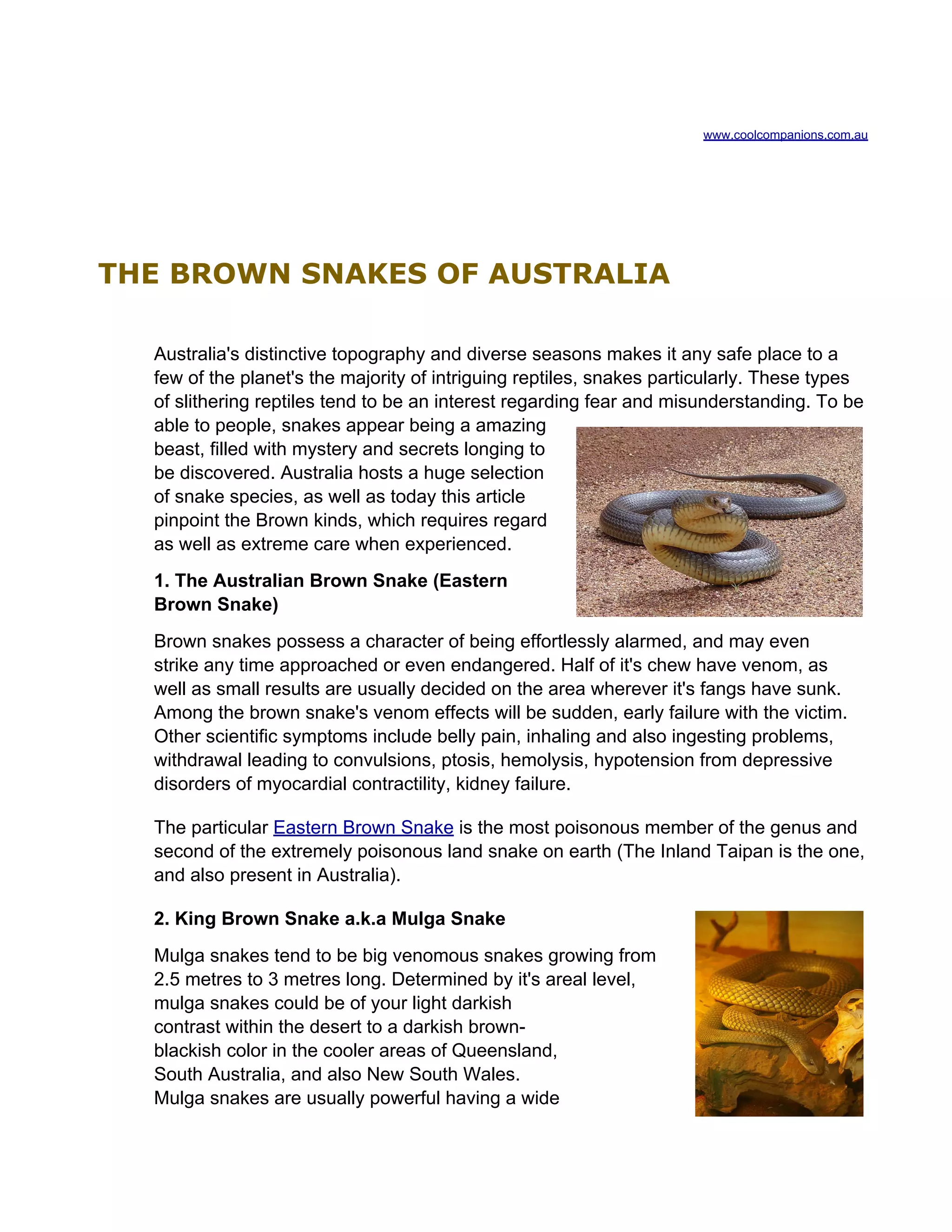 The Brown Snakes of Australia | PDF