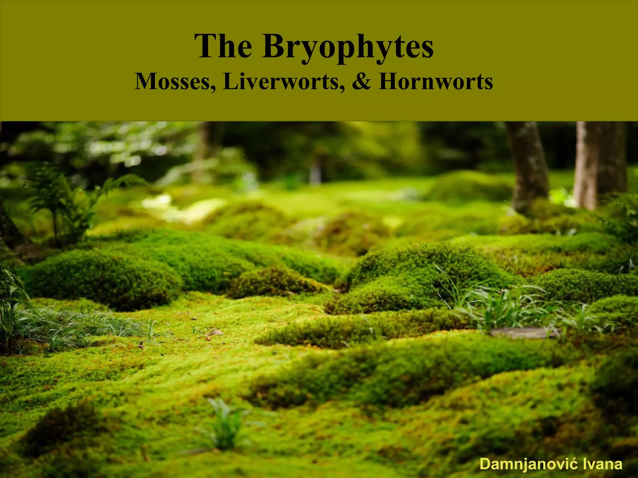 The Bryophytes | PPT