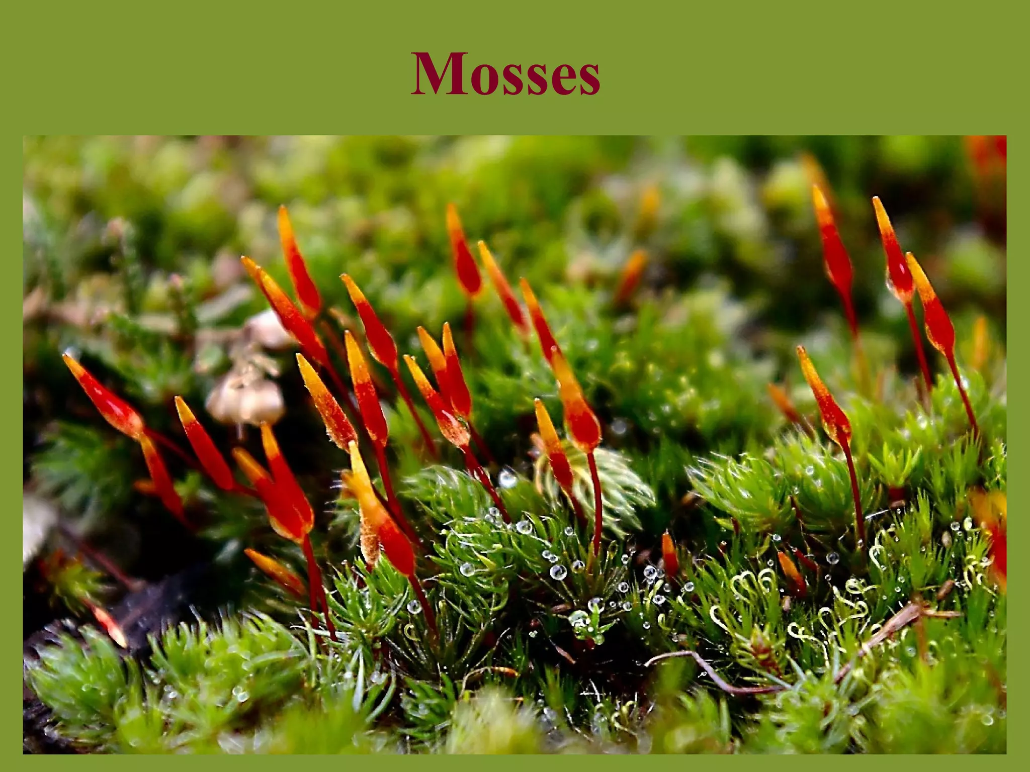 The Bryophytes | PPT