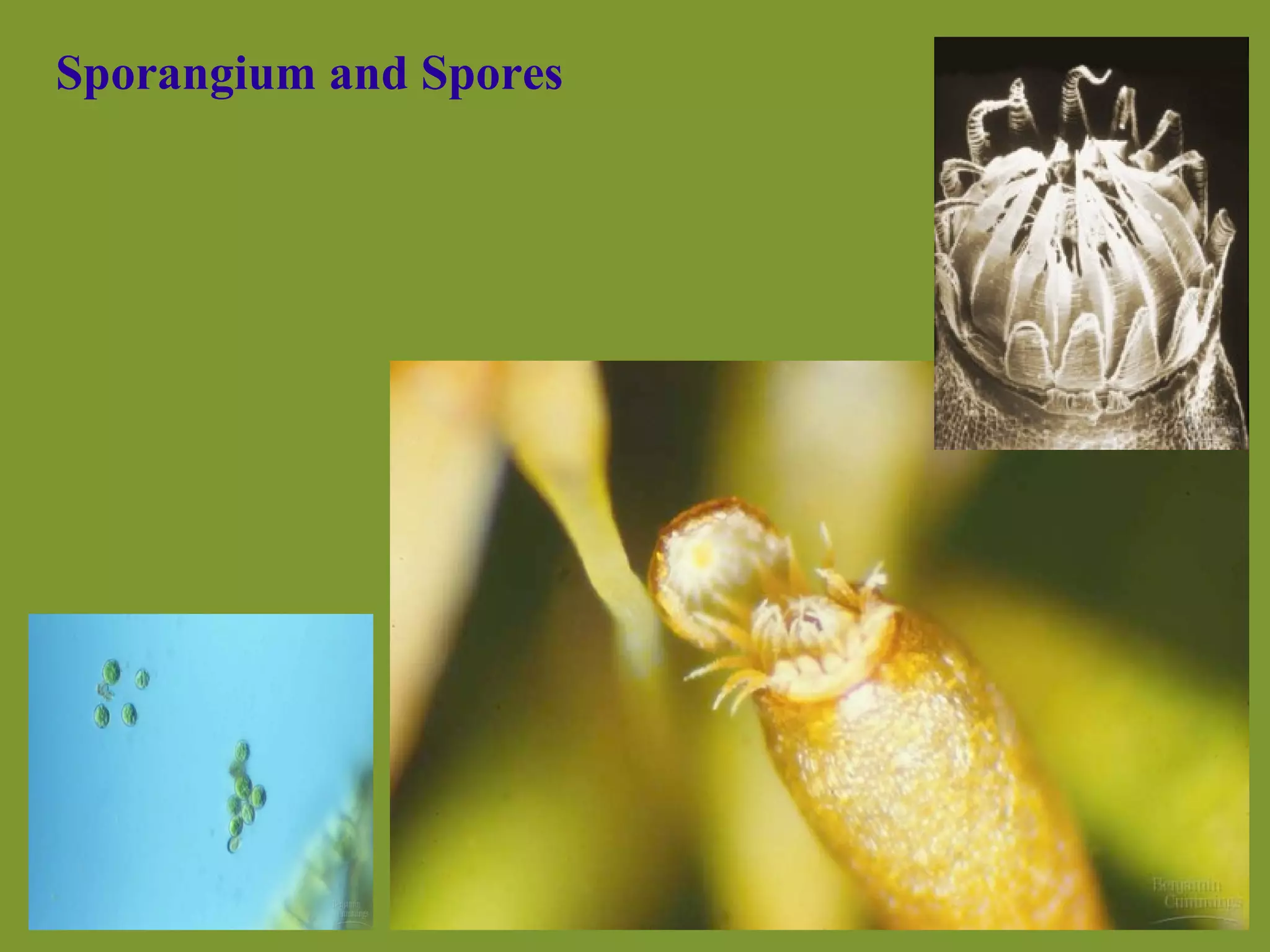 The Bryophytes | PPT