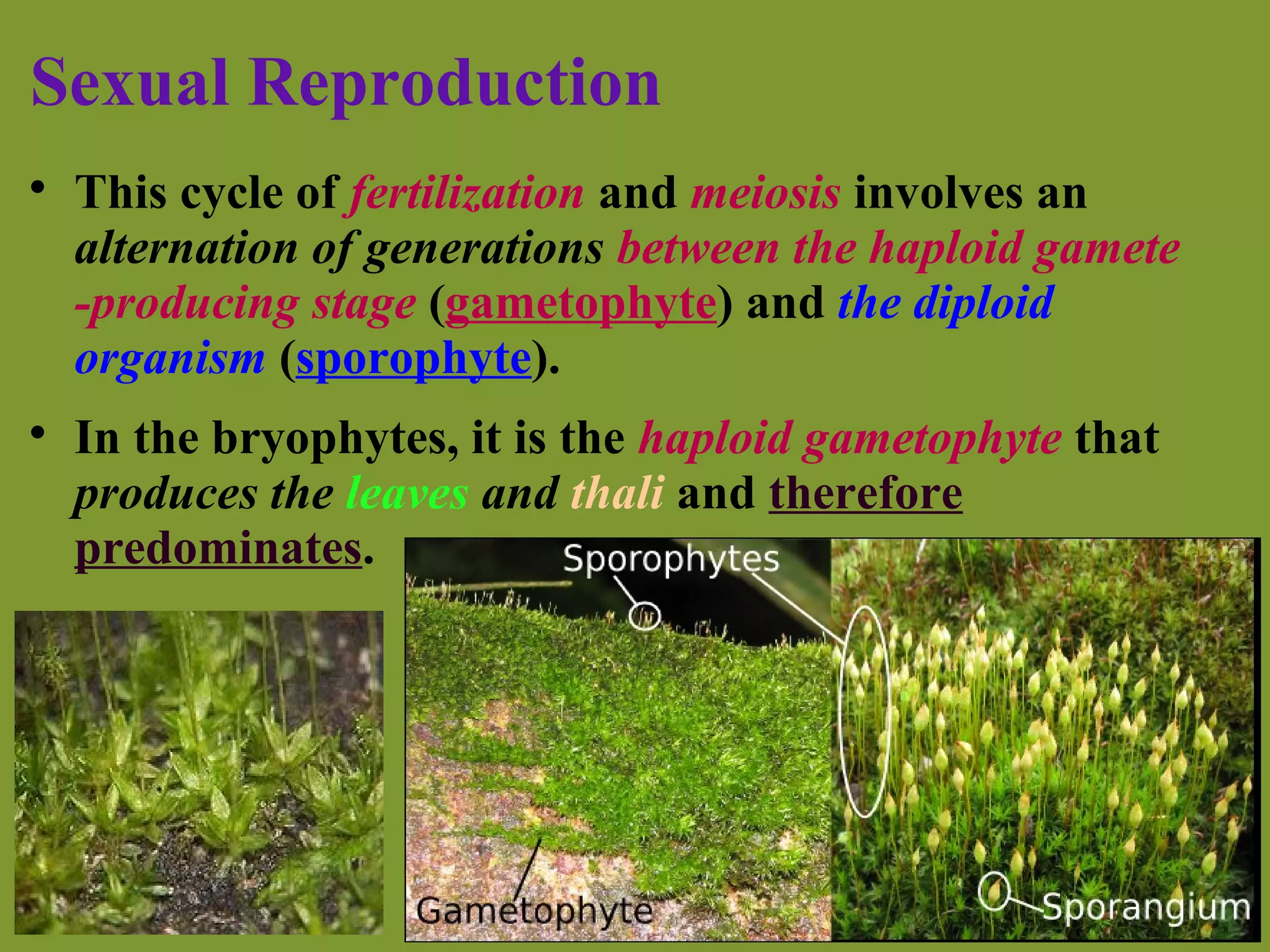The Bryophytes | PPT